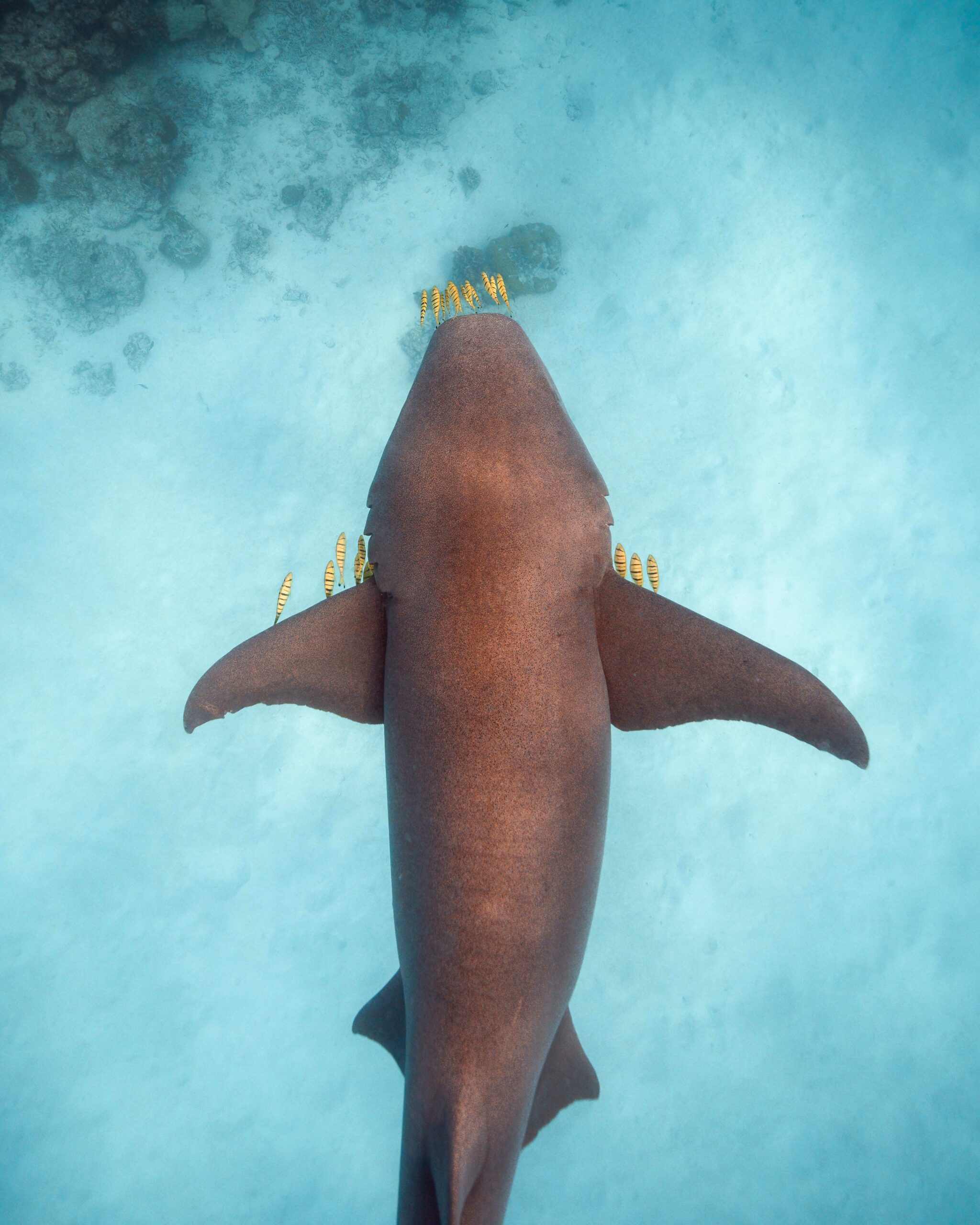 Golden Trevally: The Fish That Leads the Way | The Shell by Villa ...