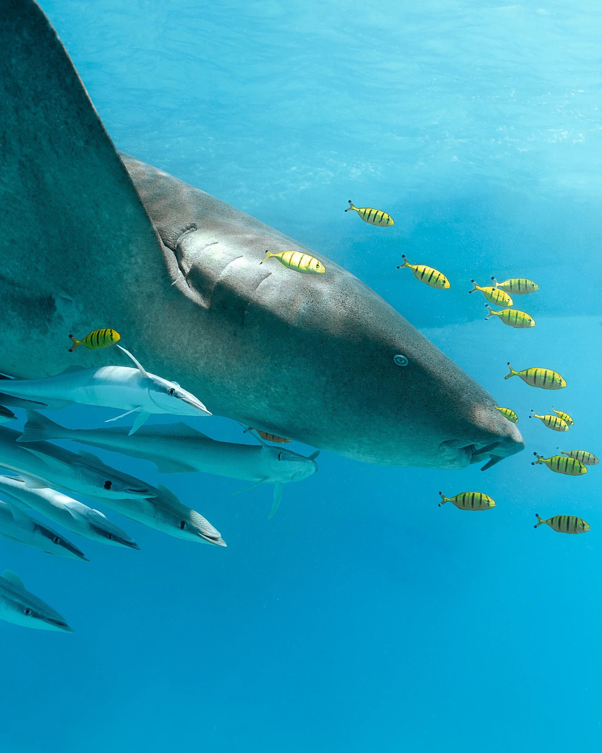 Golden trevallies and nurse shark encounters at Villa Nautica | The ...