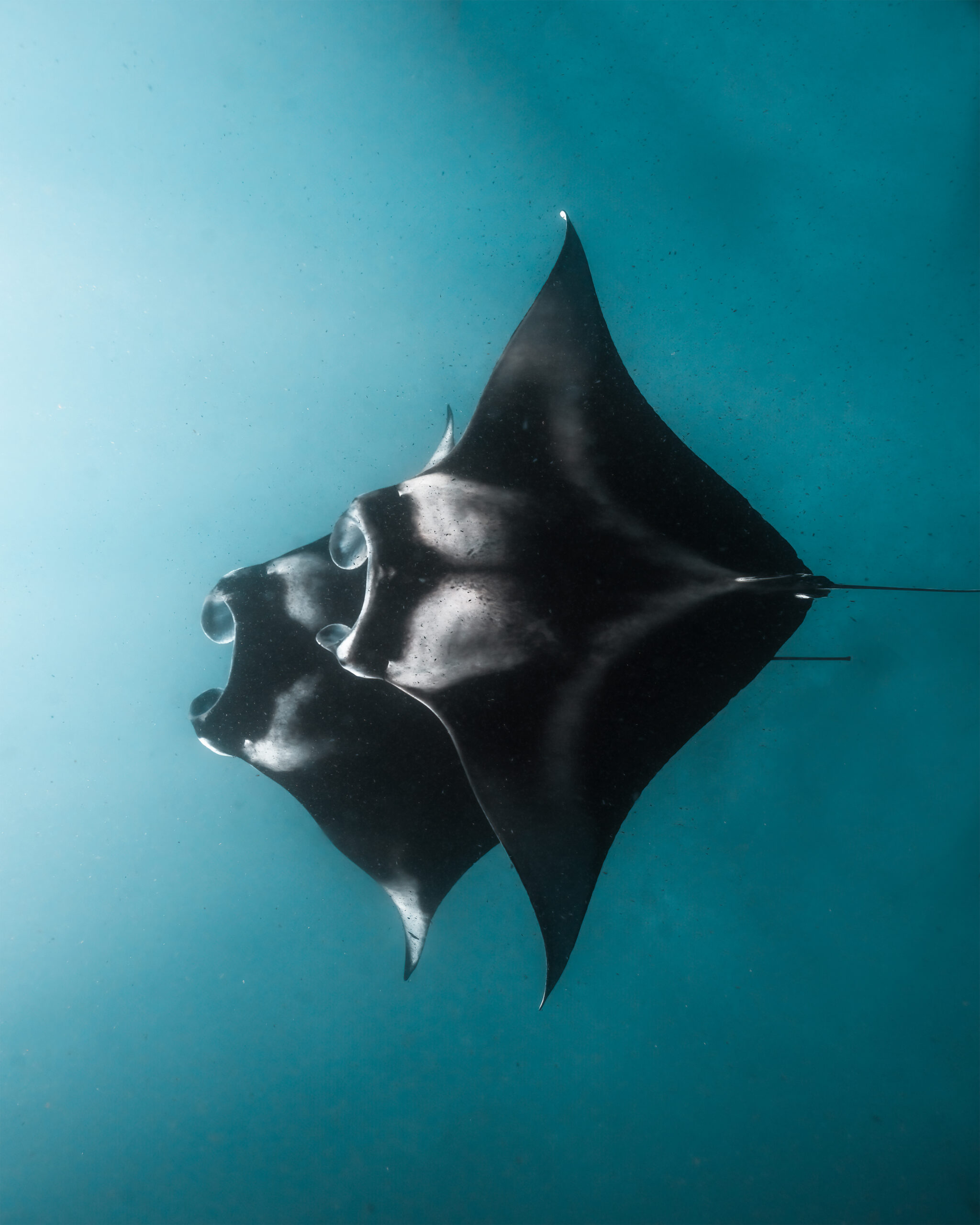 Ocean Giants | The Shell by Villa Resorts Maldives