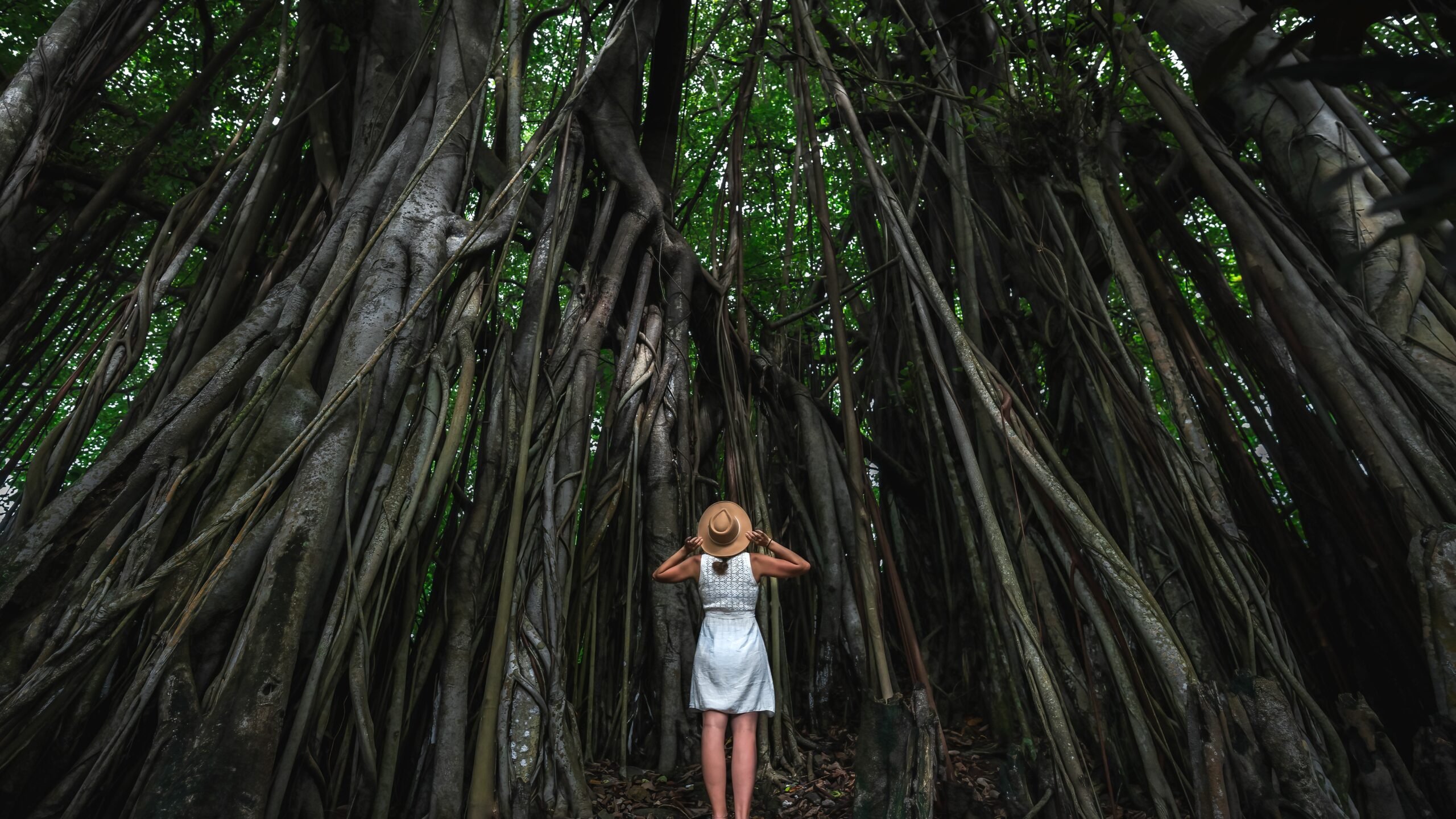 Royal Island’s Ancient Banyan Trees | The Shell by Villa Resorts Maldives