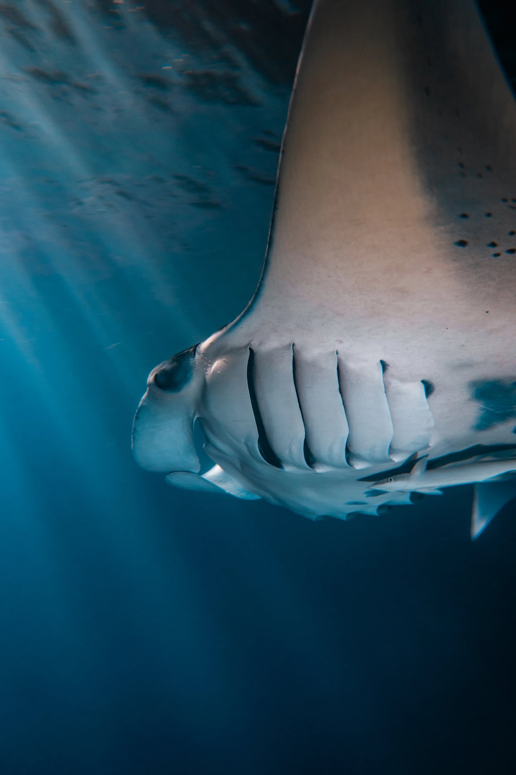 Ocean Giants | The Shell by Villa Resorts Maldives