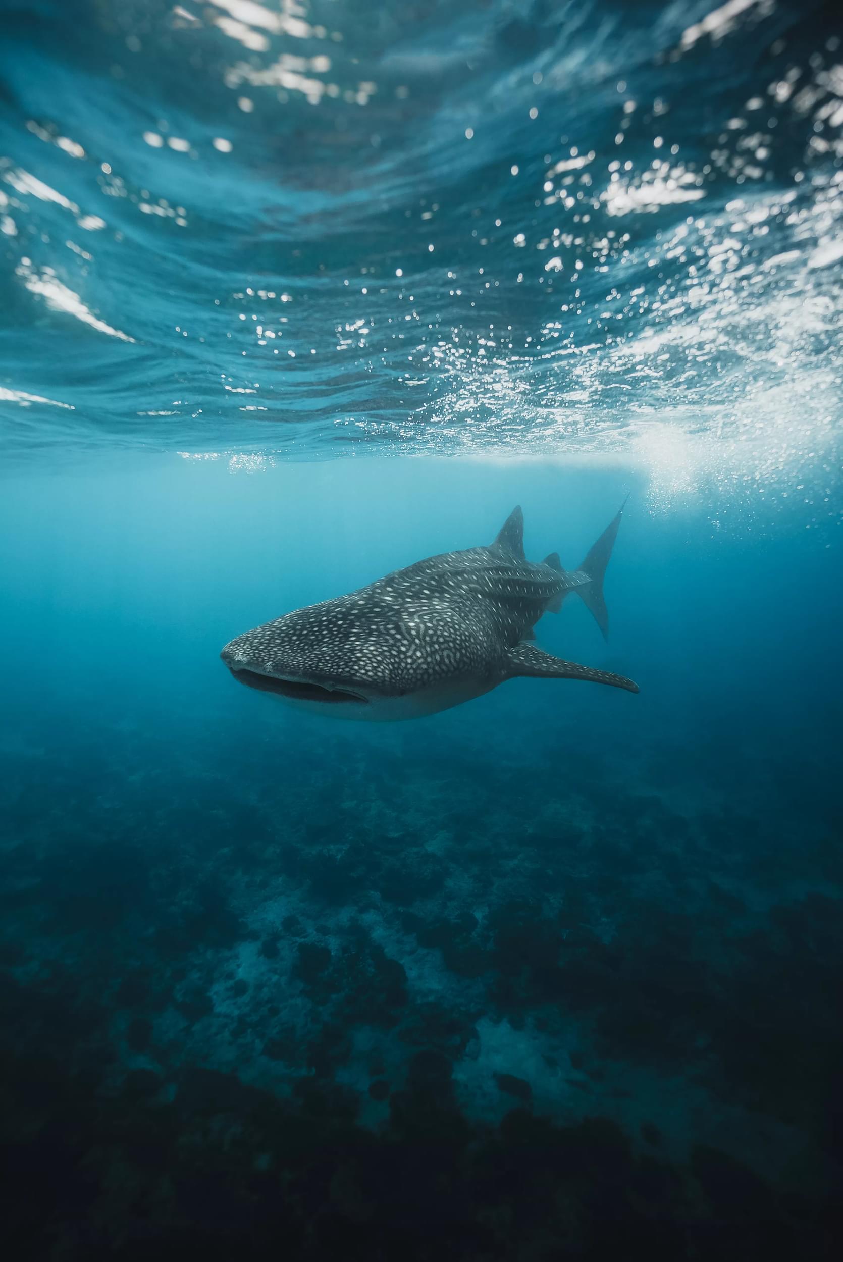 Ocean Giants | The Shell by Villa Resorts Maldives